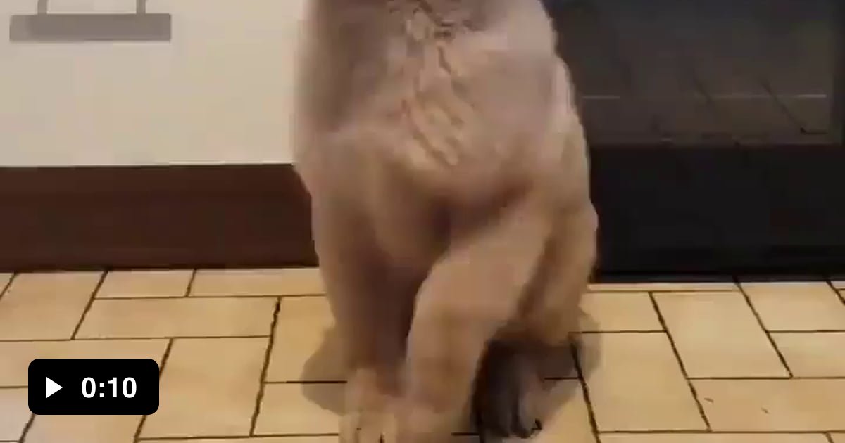 Happy Doggo 😍 - 9GAG