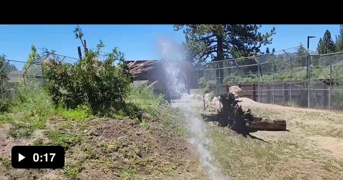 “The Bear Necessities“ - 9GAG