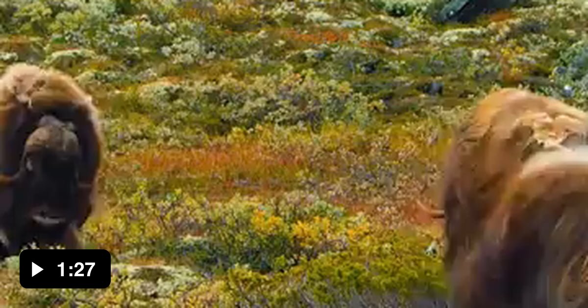 Nature's headbanging championship. - 9GAG