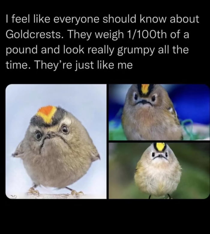 These tiny grumpy Goldcrests are my spirit animal. - 9GAG