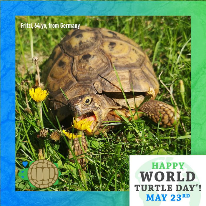 World Turtle Day® May 23, 2025 sponsored by American Tortoise Rescue - 9GAG