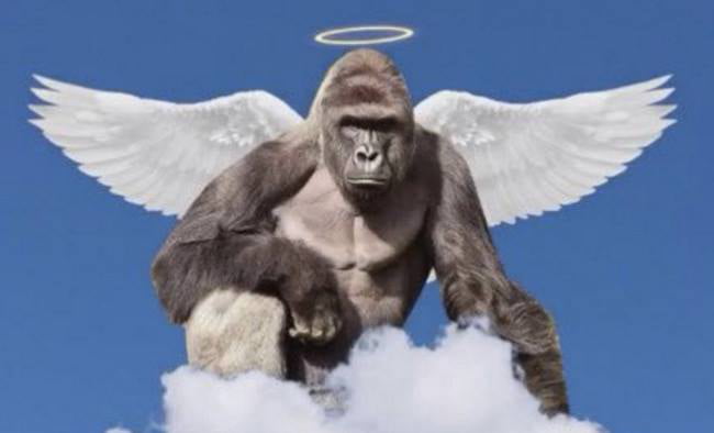 On this date 9 years ago, we lost Harambe, a lamb of sacrifice for our ...