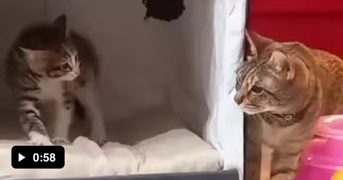 Chill down little bro - 9GAG