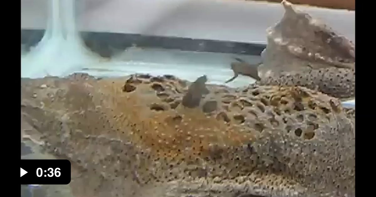 Watching these toad babies emerge is incredible - 9GAG