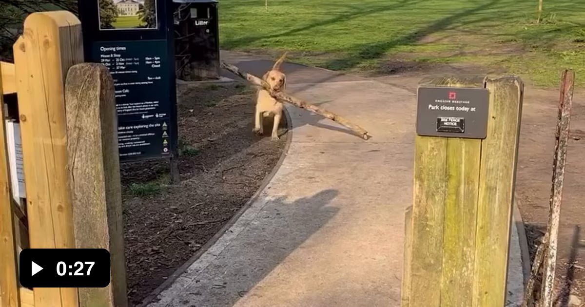 Sometimes you just have to commit to the big stick - 9GAG