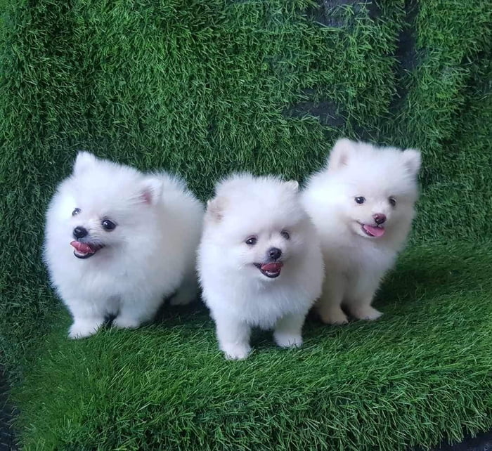3 little fluffy - 9GAG