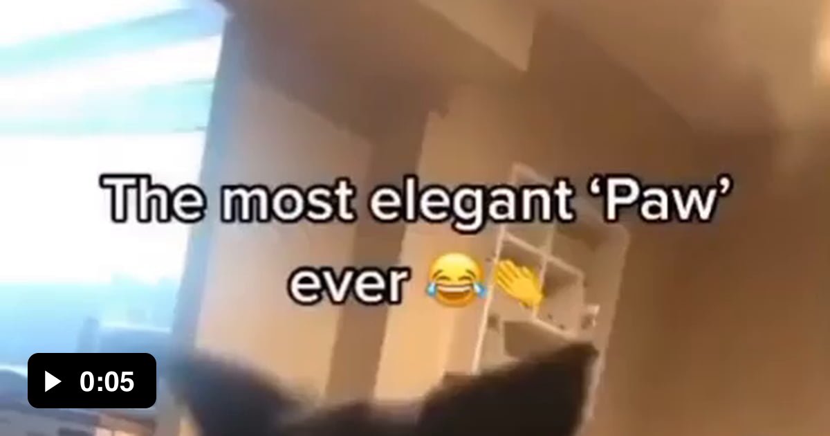 Jasper keeping it classy 🐾 - 9GAG