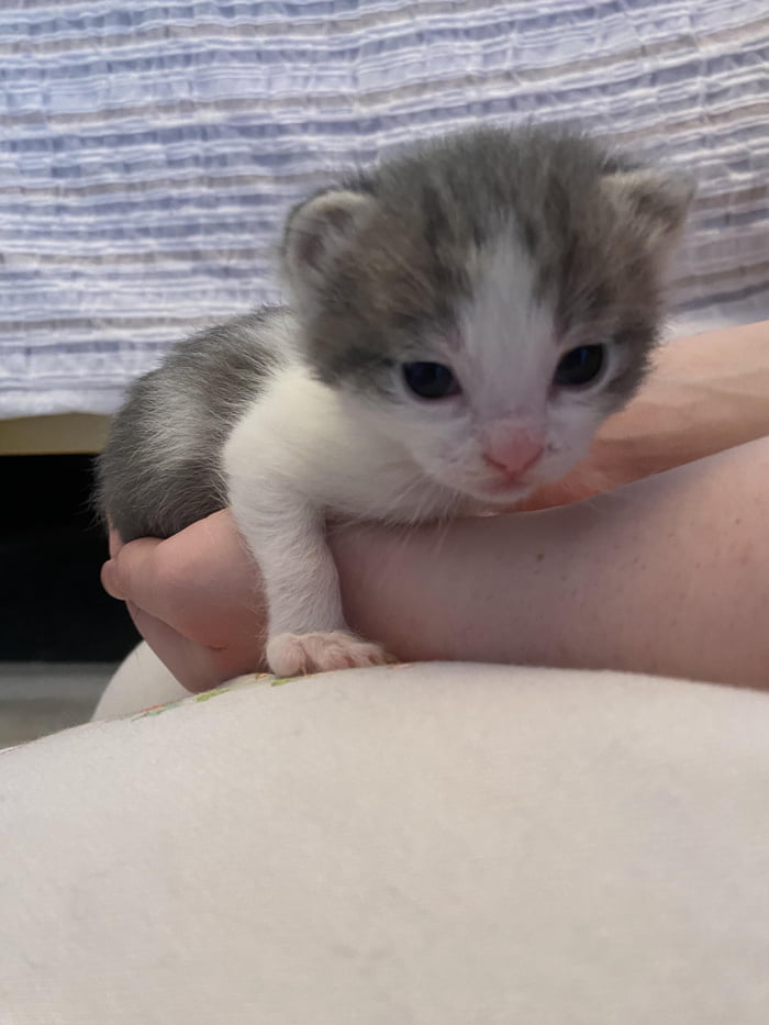 How dare it be so smol? - 9GAG