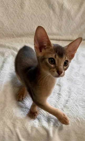 Abyssinian big-eared baby - 9GAG