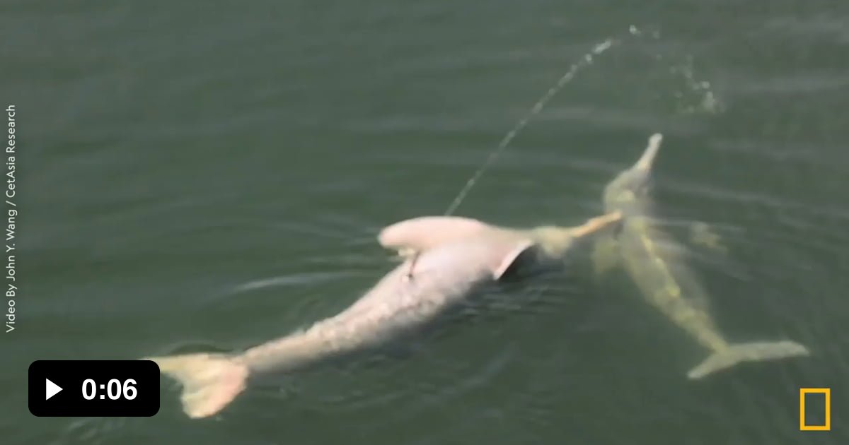 New study shows Amazon river dolphins peeing in the air—and sometimes on each other. - 9GAG