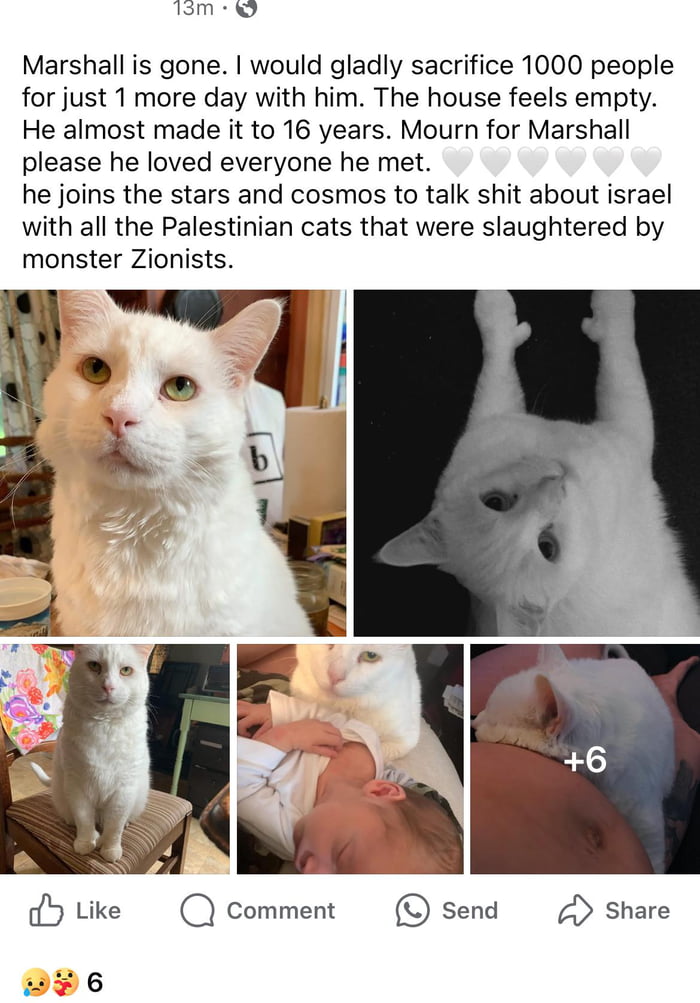 Aww, poor kitt- wait wtf? - 9GAG