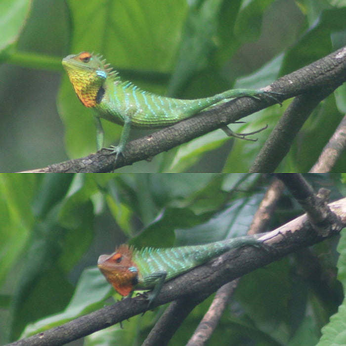 Male green lizard changing colour in Sri Lanka - 9GAG