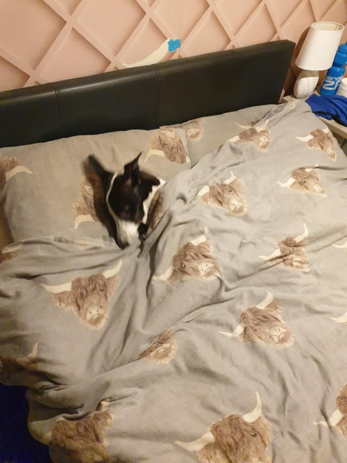 Moodawg the great,ruler of beds and dreams - 9GAG