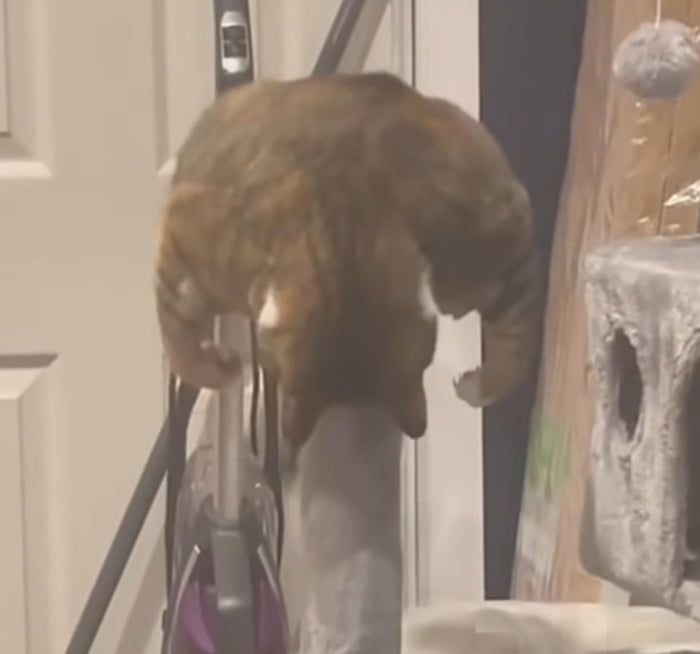 Of a catnip dealer Muscle flex - 9GAG