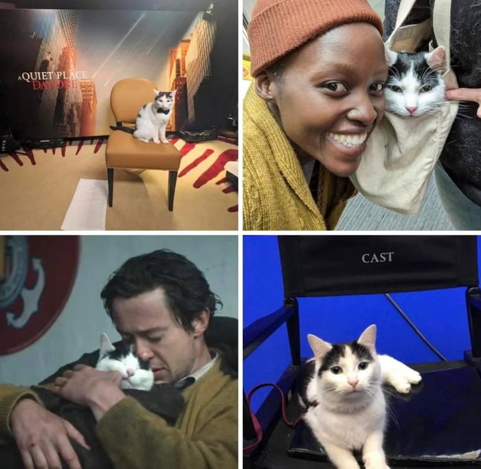 The cat in 'A Quiet Place: Day 1' is actually played by two cats, Nico ...