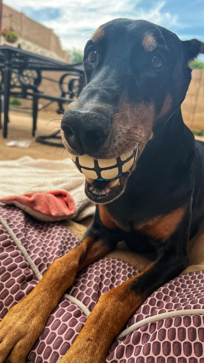 Big scary Doberman!!! - 9GAG