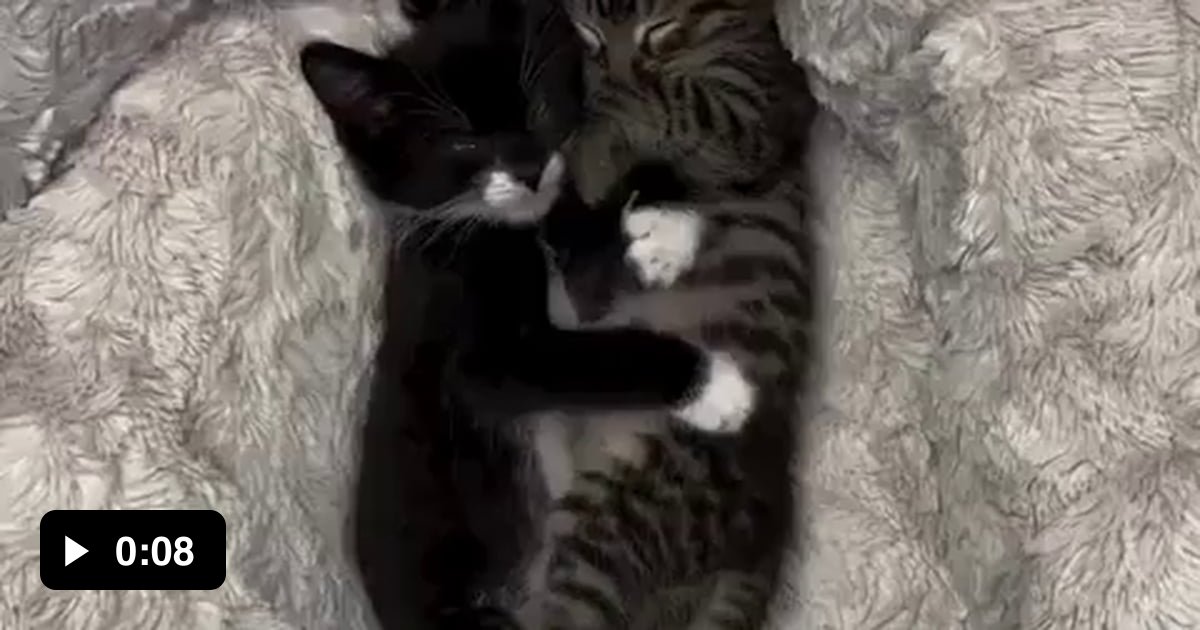 Cuddle ️ ️ 9gag