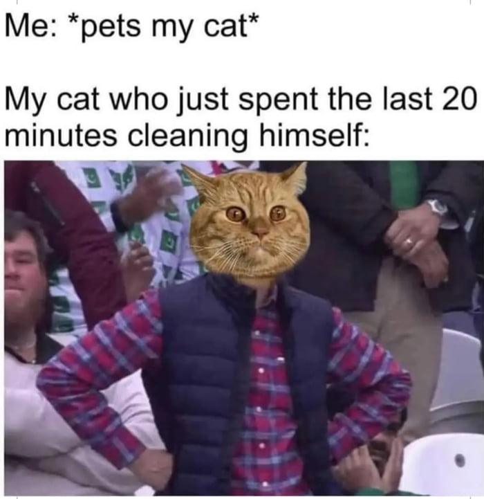 Cat life. - 9GAG