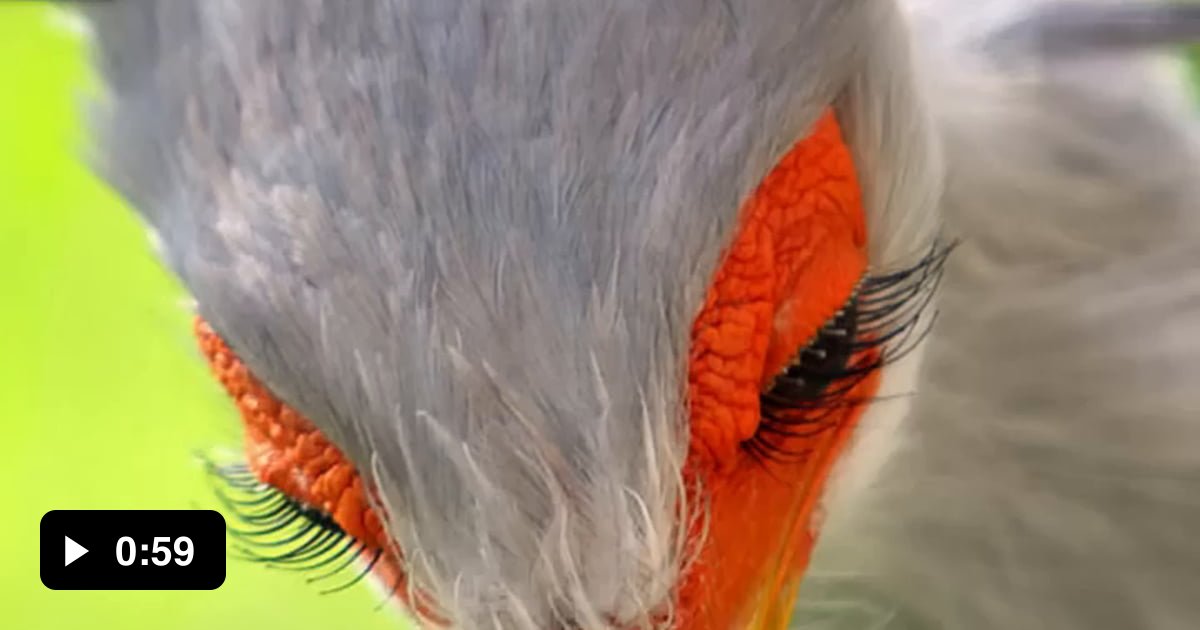 Secretary Bird | The Killer Queen - 9GAG