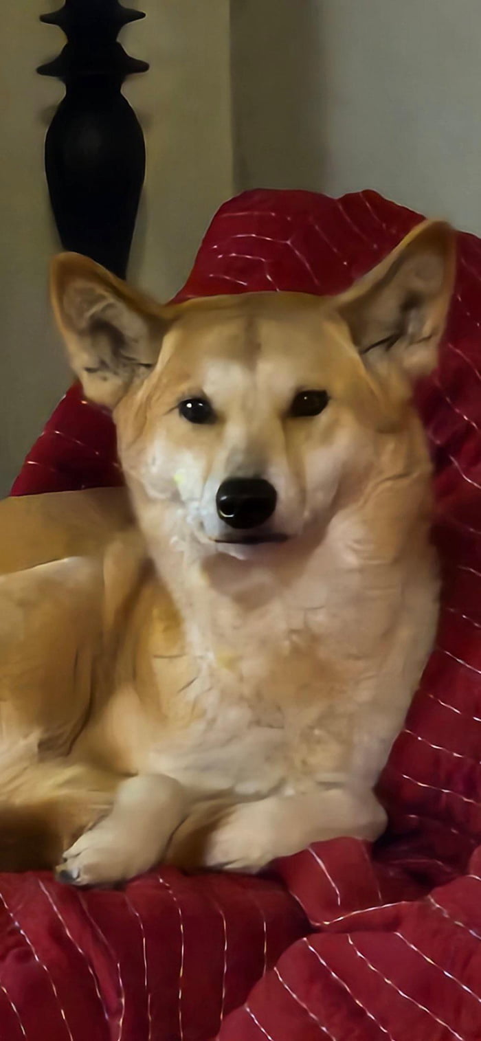 Dingoes are Australia’s native apex predator. They are descended from ...