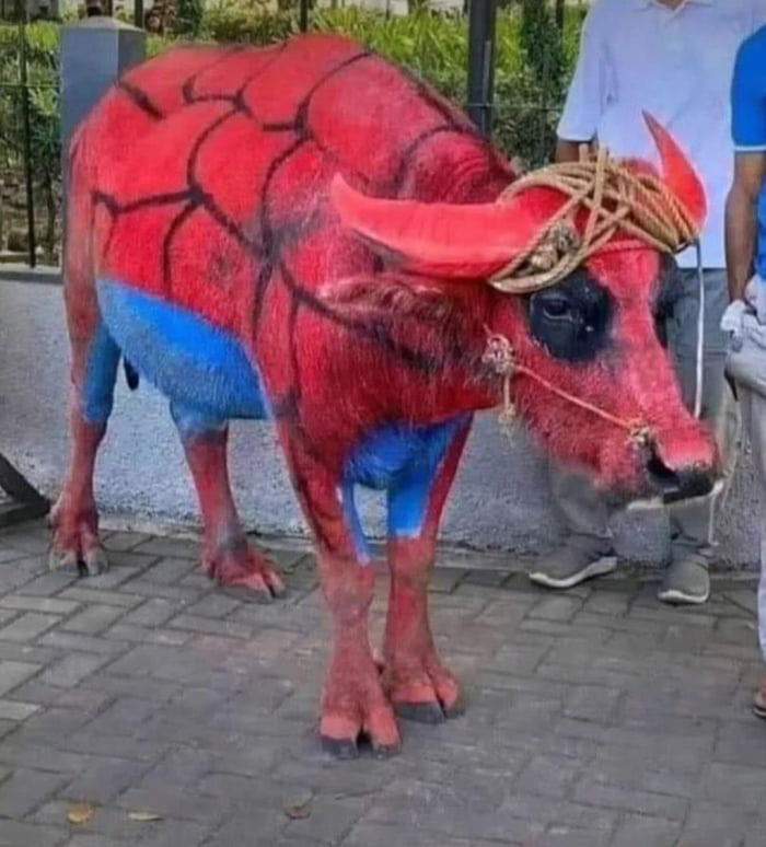 Spider Cow. This cow has come to stop beef. - 9GAG