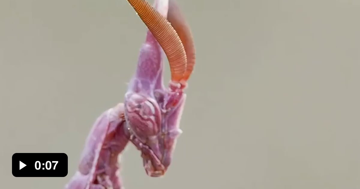 Meet the pink mantis Empusa fasciata, gracefully hidden in the wild ...