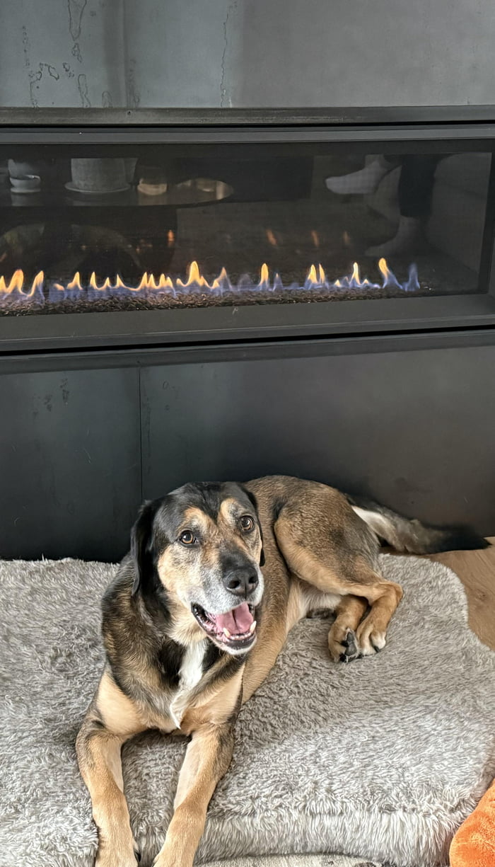 Happy pupper maxing out his grin - 9GAG