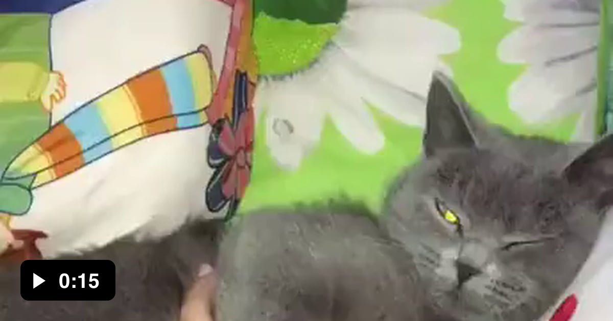 Please do not the cat - 9GAG