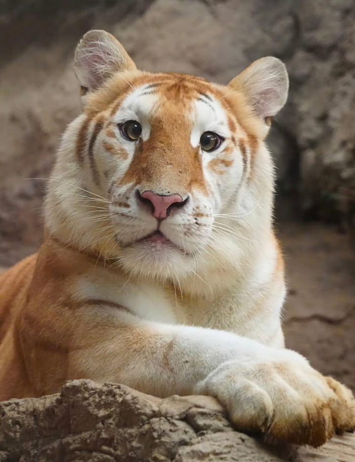 Her name is Eva the tiger, Thailand did it again everyone. - 9GAG