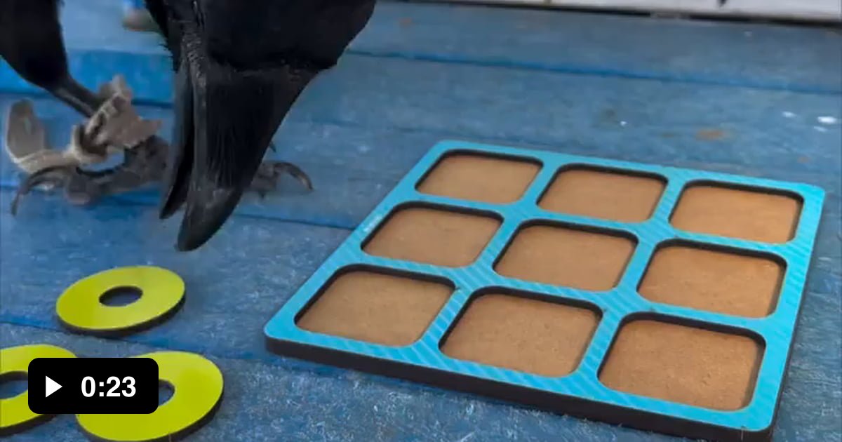 Crows are so smart 🤯 - 9GAG