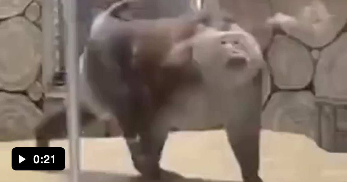 Photogenic Monkey Posing for the Crowd - 9GAG