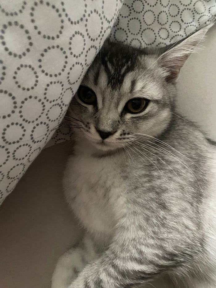 First Cat... Wasnt a Cat Person... Till now - 9GAG