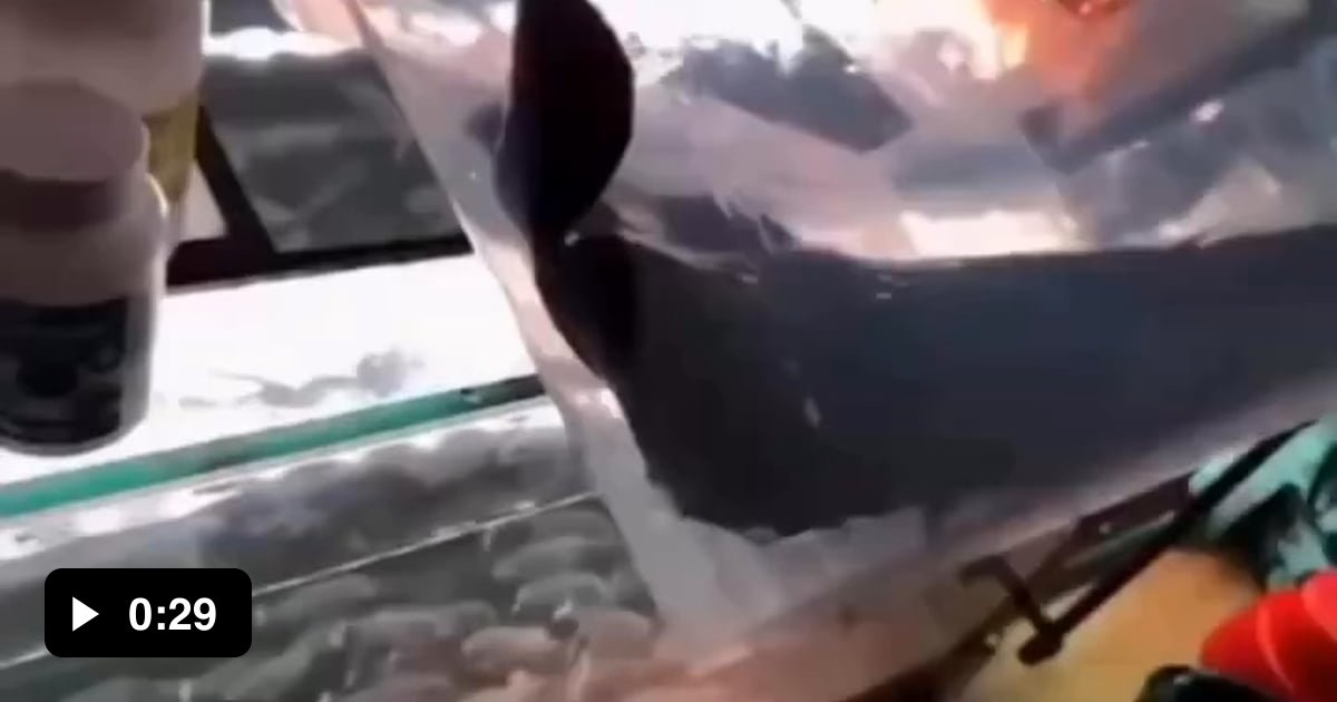 Here’s what happens when you throw a electric eel into a piranha ...