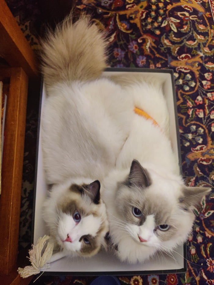 Whats in the box, Somerset??? - 9GAG