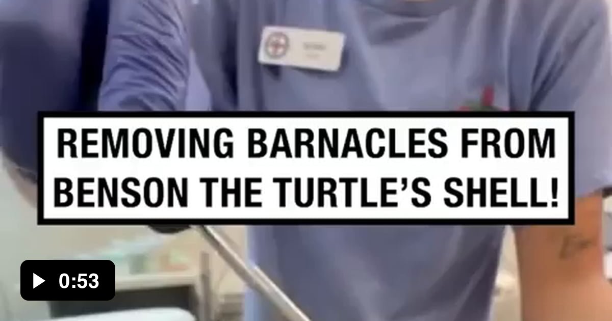 Removing barnacles from Benson the turtles 🐢 shell. - 9GAG