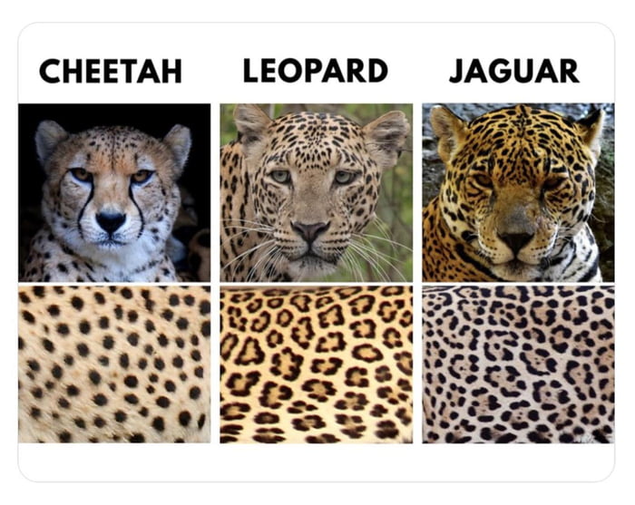 The difference in the spot patterns of a cheetah, leopard and jaguar - 9GAG