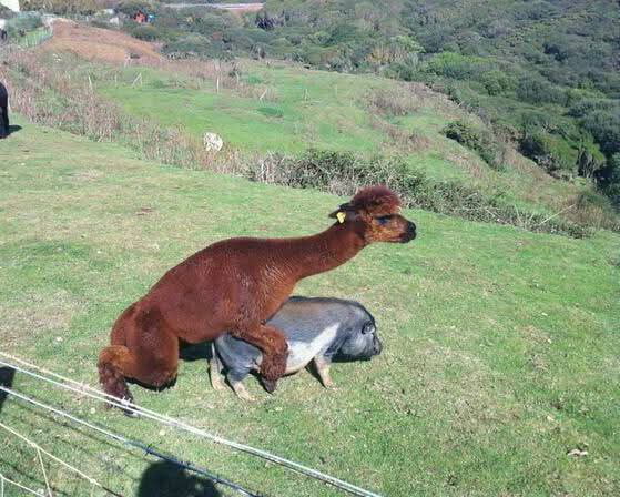 Ooh eee, ooh ah ah, ting tang, llama llama pig bang - 9GAG