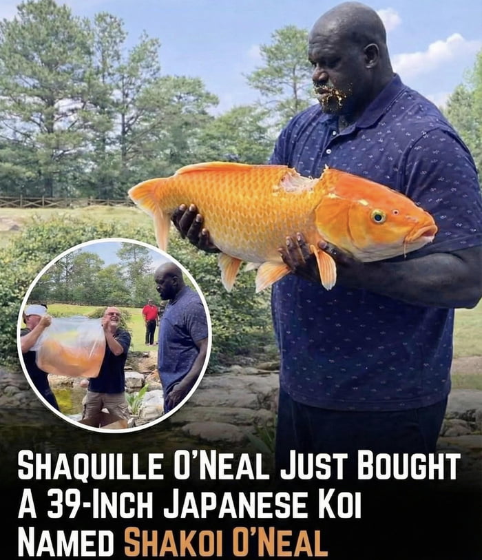 Shaq and his new pet, Shakoi O'Neal, a match made in heaven - 9GAG